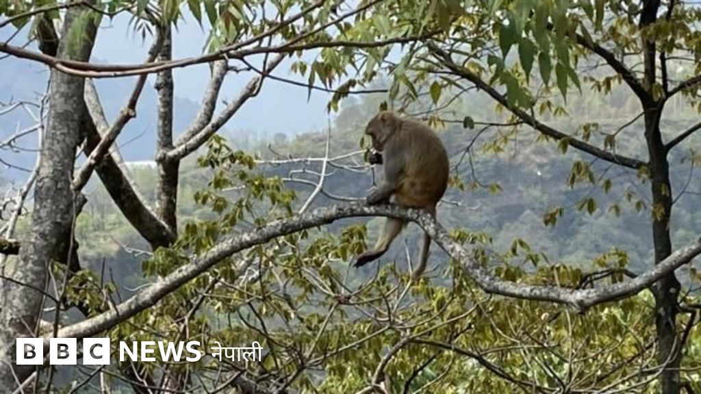 Falgun 2082 - Nepali Calendar 2082 | Nepal Patro | Today’s date