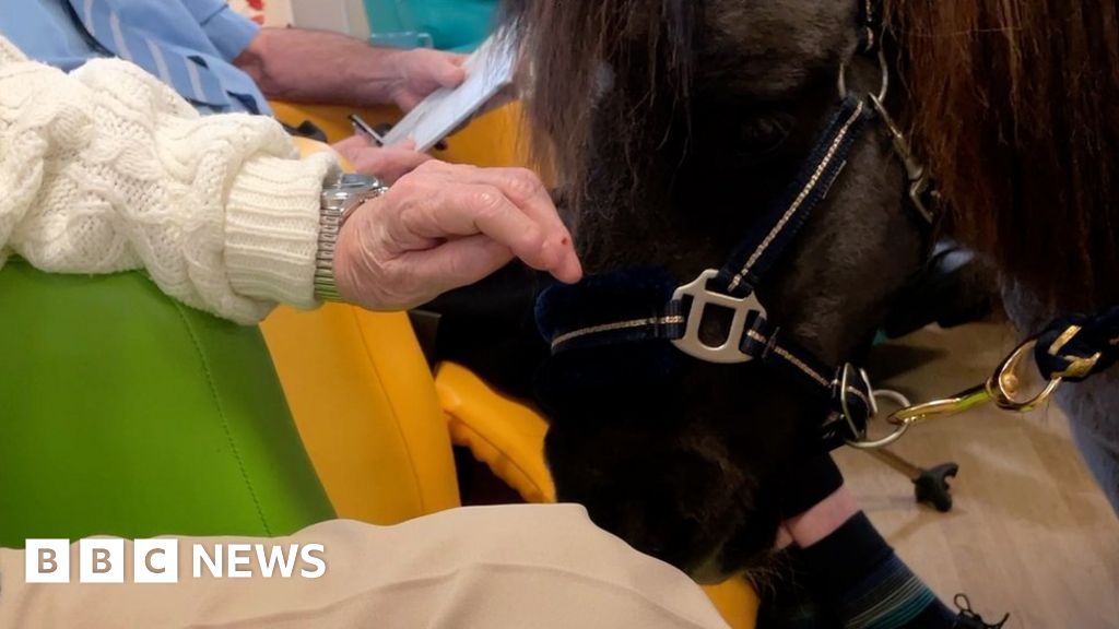 Isle of Man hospice patients delight at 'calming' therapy ponies - BBC News