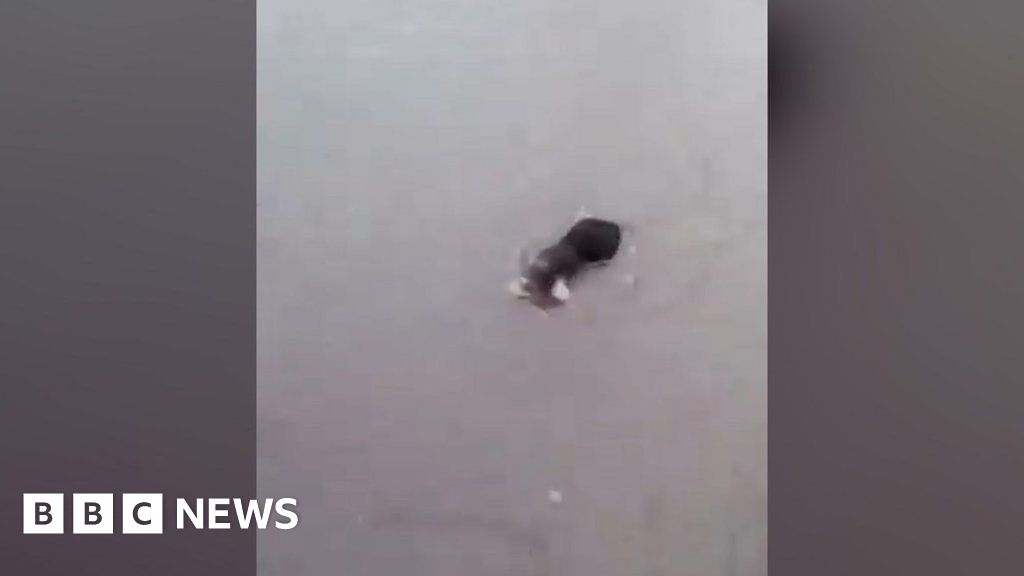 Nottinghamshire: 'Knackered' mole battles in flood water
