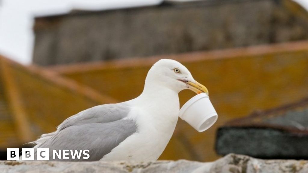 Who, What, Why: Is it legal to attack a seagull? - BBC News