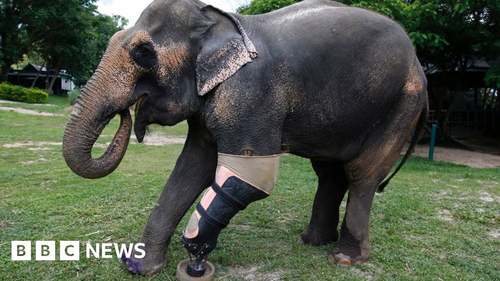 Mosha the Thai elephant maimed by mine gets prosthetic leg - BBC News