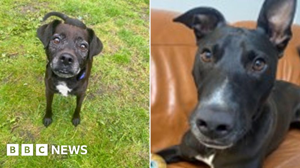 Appeal to rehome dogs at RSPCA's Hull and East Riding centre - BBC News
