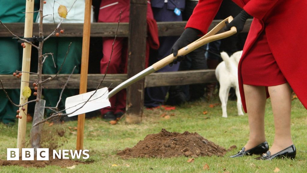 Essex County Council to launch million-pound tree project - BBC News