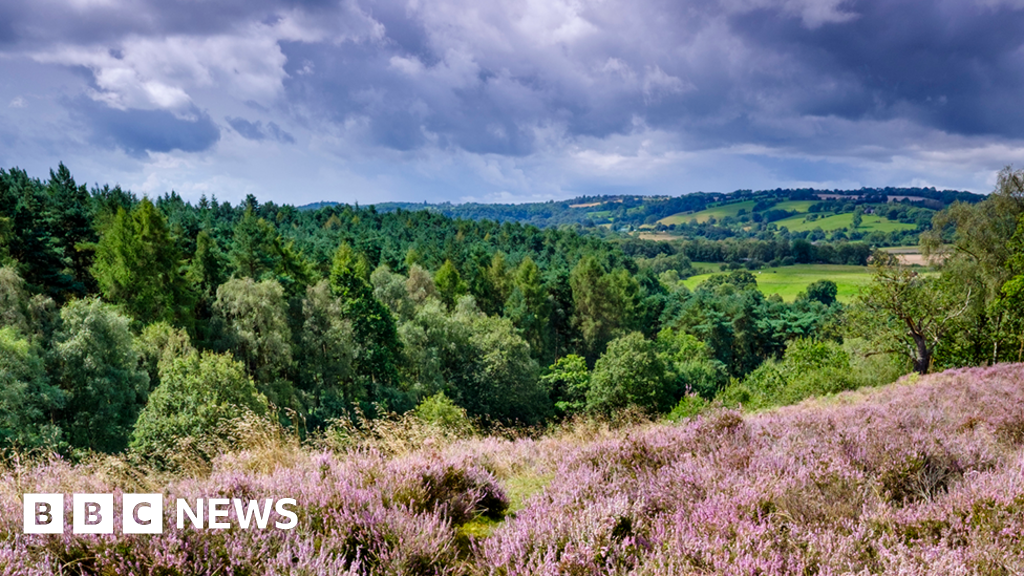 Kinver Edge: Opposition to revived tree-felling plans