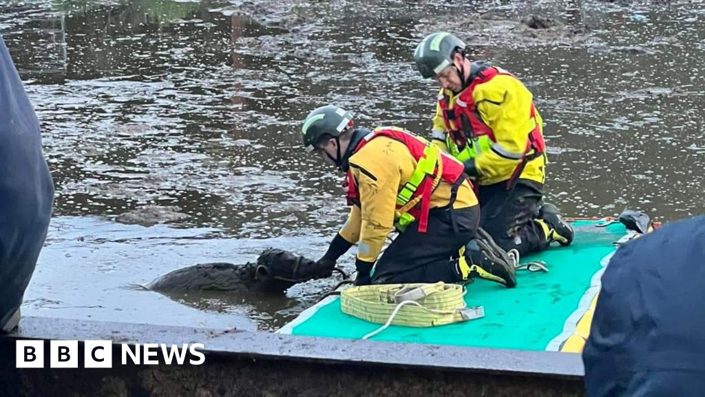 Calf rescued from slurry pit in Pontesbury