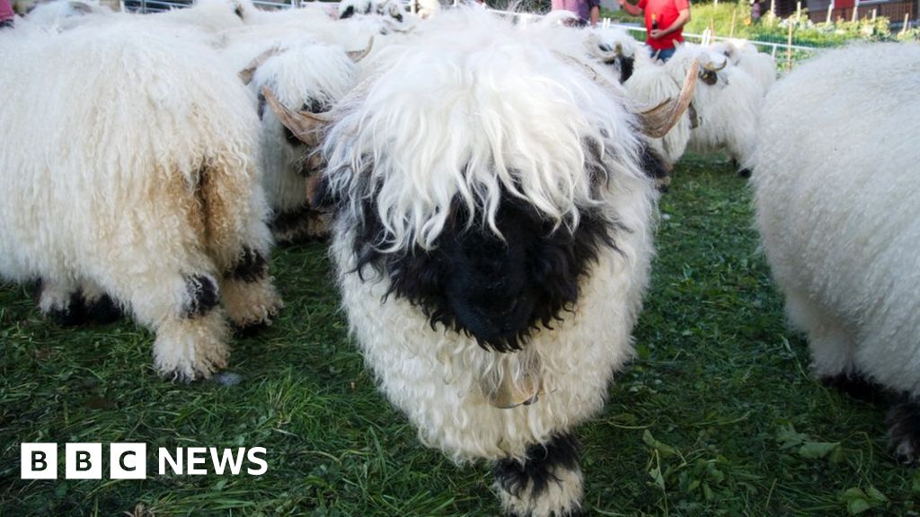 'World's cutest sheep' go on show in Carlisle - BBC News