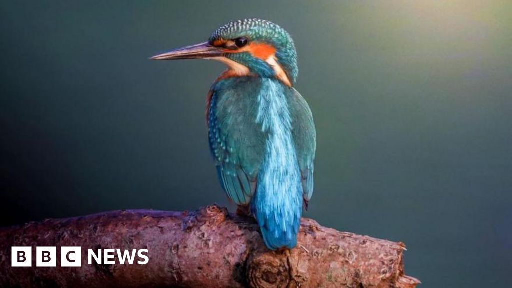 Our favourite images of the week from Kent - BBC News