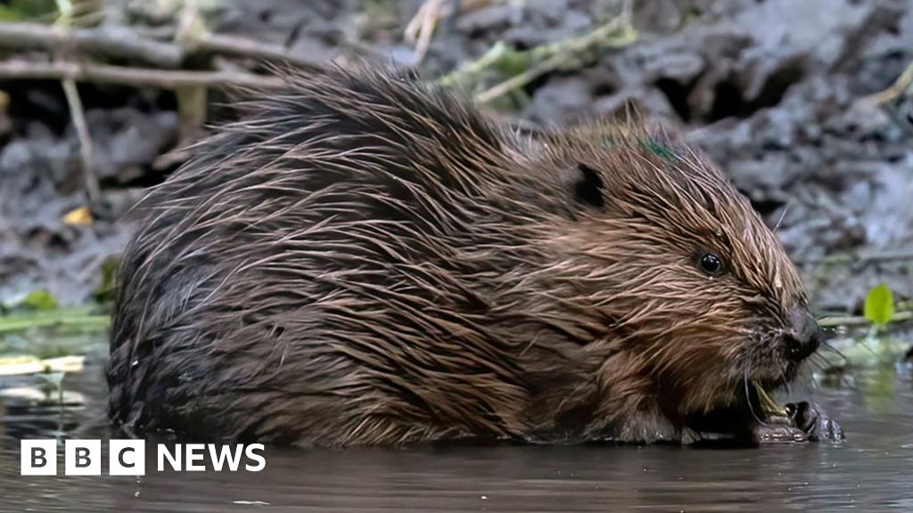 More beaver zones to be built at flood-prone Essex estate