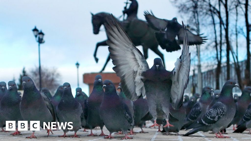 Spanish pigeon relocation: Cádiz to relocate 5,000 birds - BBC News
