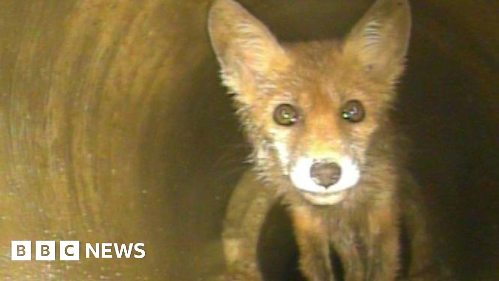 Fox cub freed from drain using traffic cone and dog treats | News Script