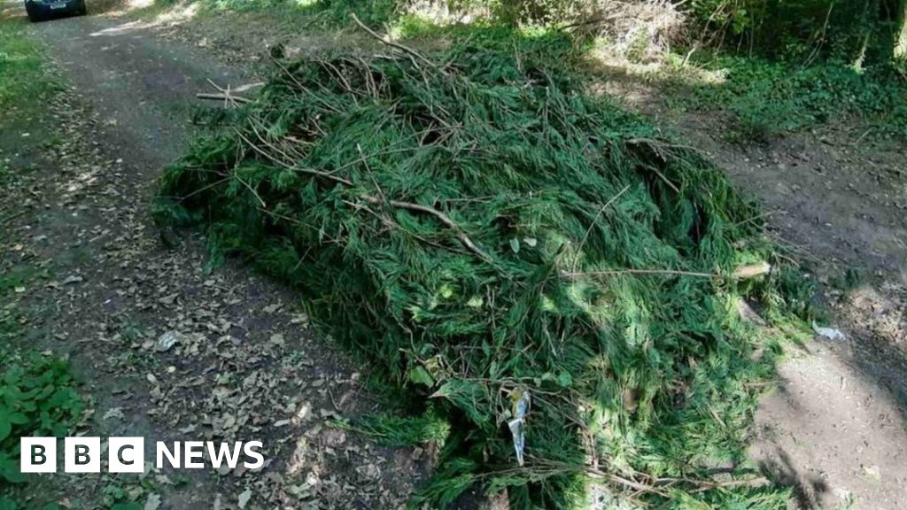 Shropshire fly-tipper who blocked lane with tree branches fined £2,000 ...