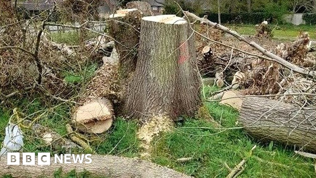 Housing developer who felled protected trees fined £5k - BBC News