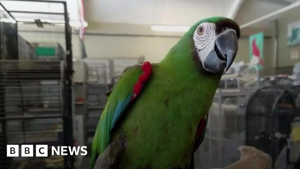 Pet shop bird thief tackled by 68-year-old - BBC News