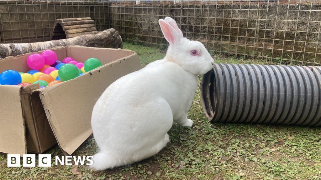 RSPCA appeals for home for rabbit waiting two years for adoption