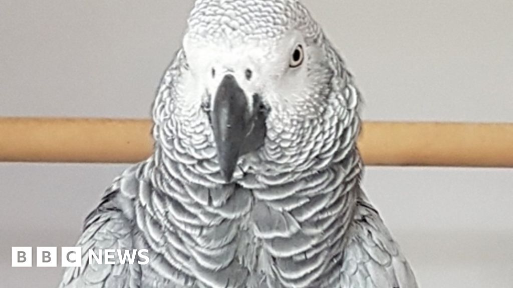 Appeal to find Lincolnshire Monty Python singing parrot - BBC News