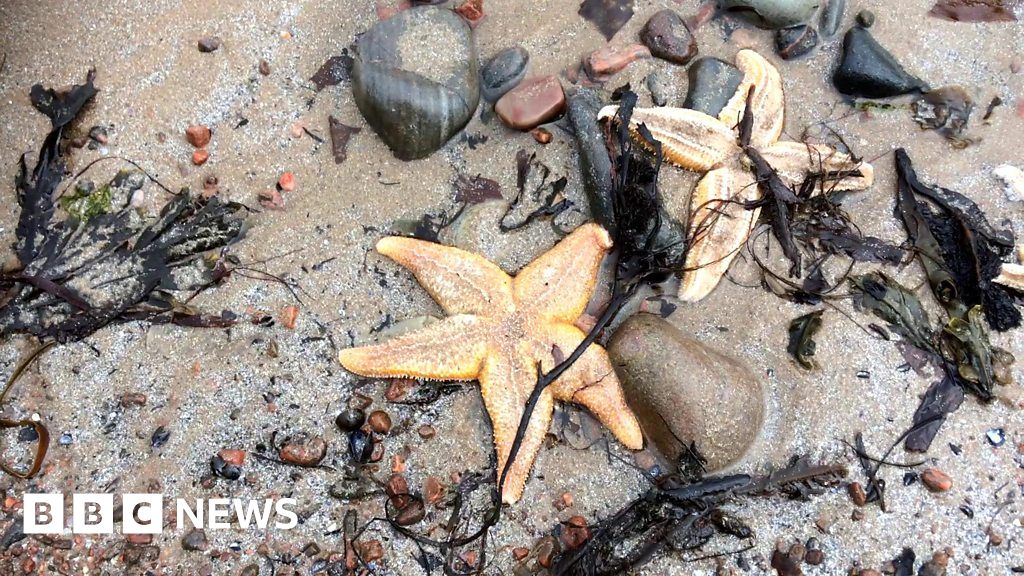 Thousands of starfish wash up on Rosemarkie Beach - BBC News