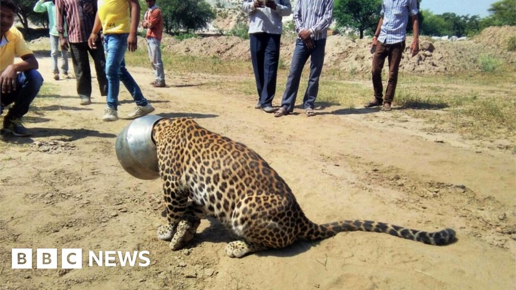 Thirsty India leopard gets head stuck in pot - BBC News