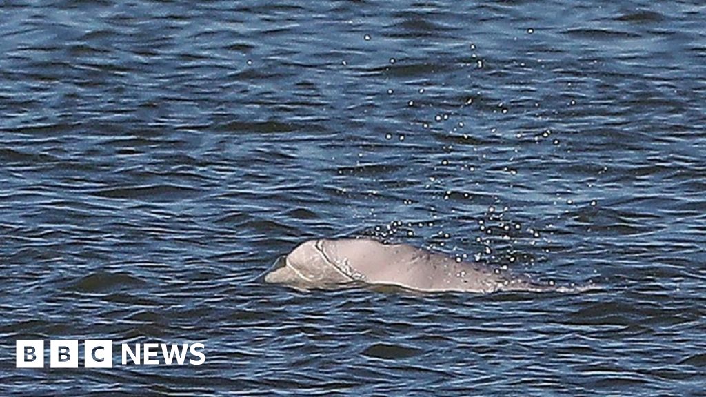 Thames whale: 'Watch Benny from shore' fans urged