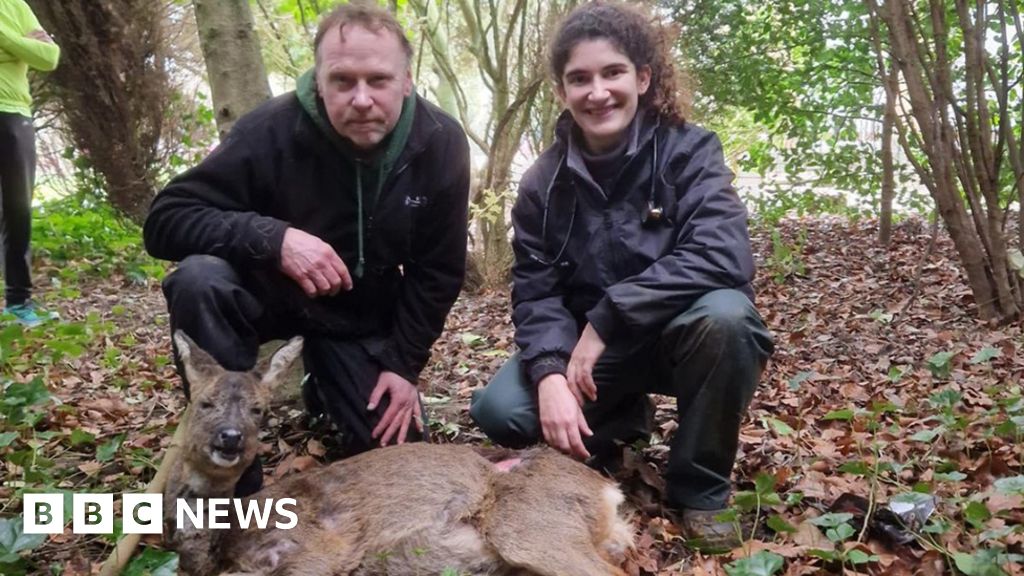 Sewerby Hall: Wild deer rescued after getting stuck in fence - BBC News
