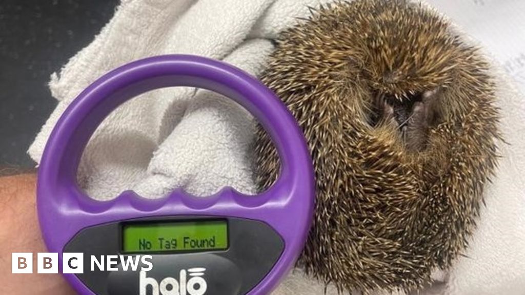 Record number of Guernsey hedgehogs need help - GSPCA - BBC News