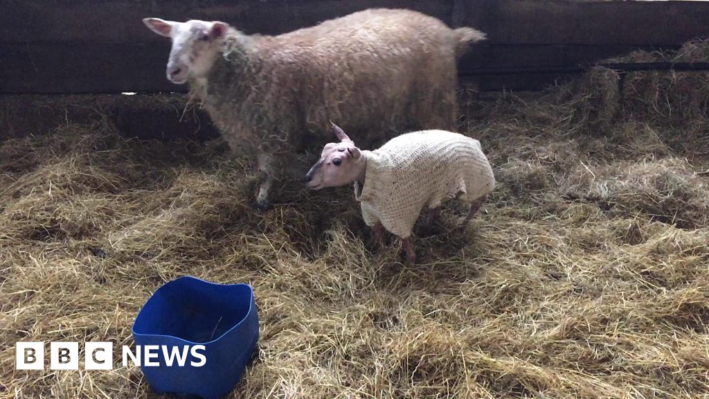 Special diet for 'too fat' Skippy the bald lamb - BBC News