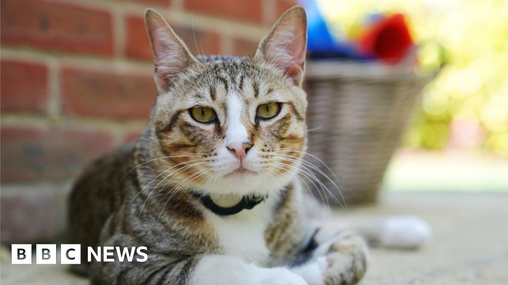 Four Swindon cats die in poisonings, Wiltshire Police say