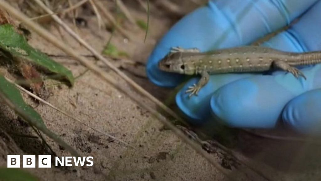 Rare sand lizards released on Fylde coast dunes - BBC News