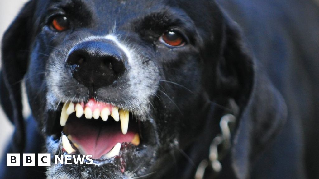 Dog attacks reported in Kent, Surrey and Sussex rise significantly