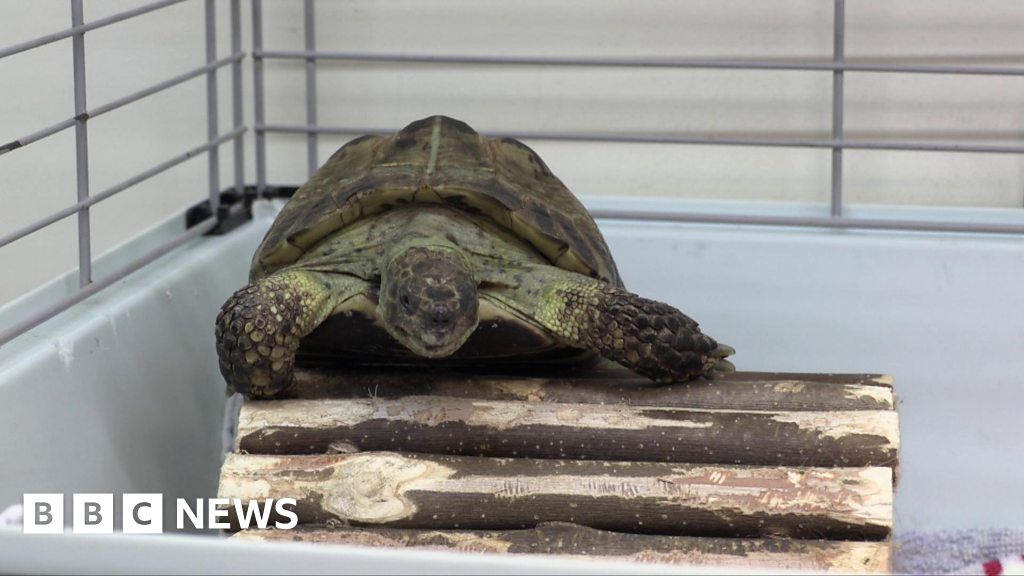 Lost tortoise found 350yd away after six months - BBC News