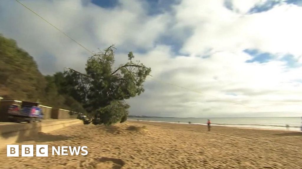 Canford Cliffs felled trees cleared to beach on zip wire - BBC News