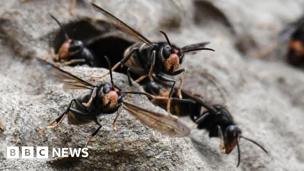 Kent: Gardeners asked to report sightings of Asian hornet nests - BBC News