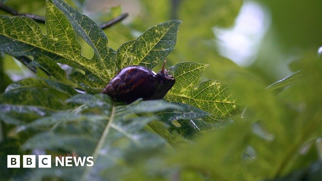 Reward for hunting African snails in India