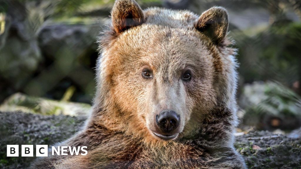 Boki the bear emerges healthy after brain surgery in Kent