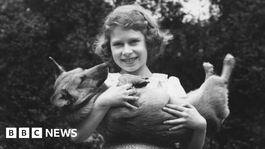 The Queen and her corgis shown in photo exhibition - BBC News