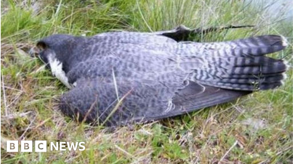 Family of peregrine falcons 'wiped out' in Clee Hill - BBC News