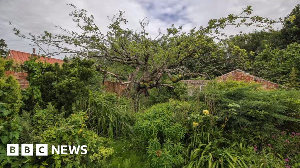 Original Bramley apple tree in Southwell dying - BBC News