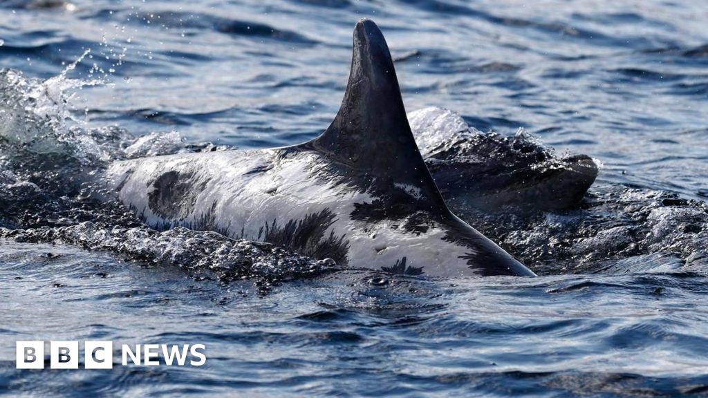 Sunburned dolphin Spirtle continues to heal - BBC News