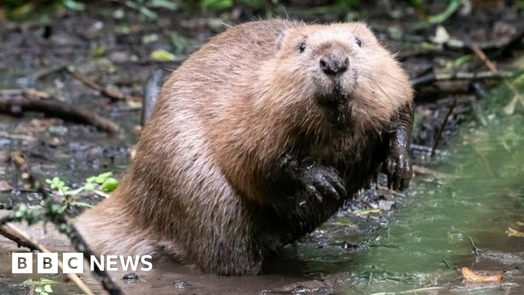 Escaped beavers recaptured with apples and parsnips in Dorset - BBC News