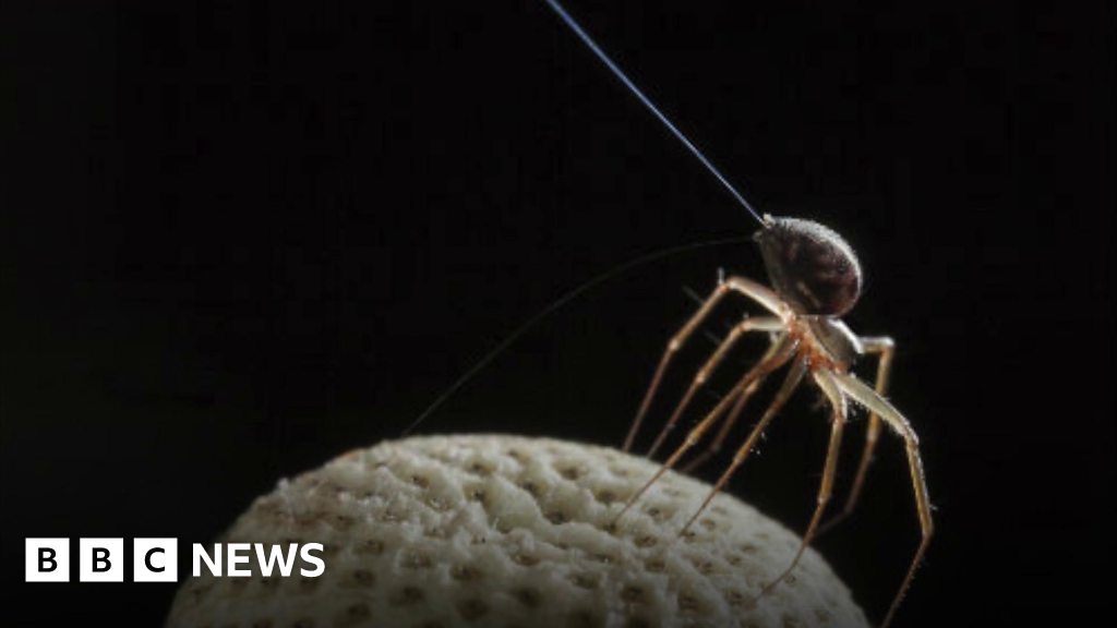Bristol University discovers how wingless spiders fly - BBC News