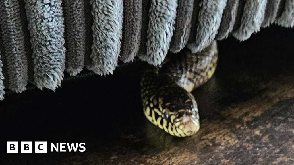 Boston family's fright as snake found under sofa - BBC News