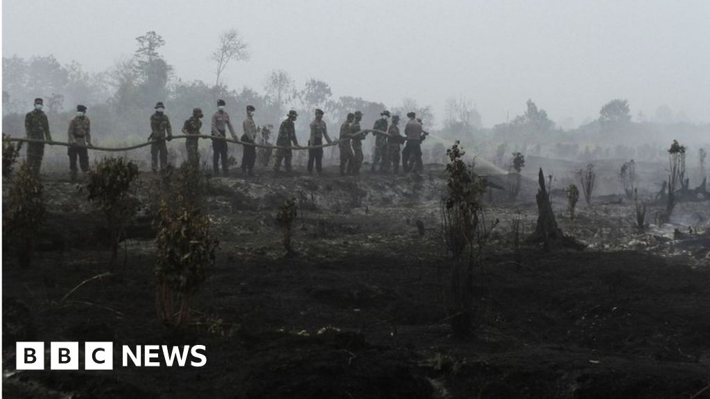 Forest-burning is a sin, says Indonesian fatwa - BBC News