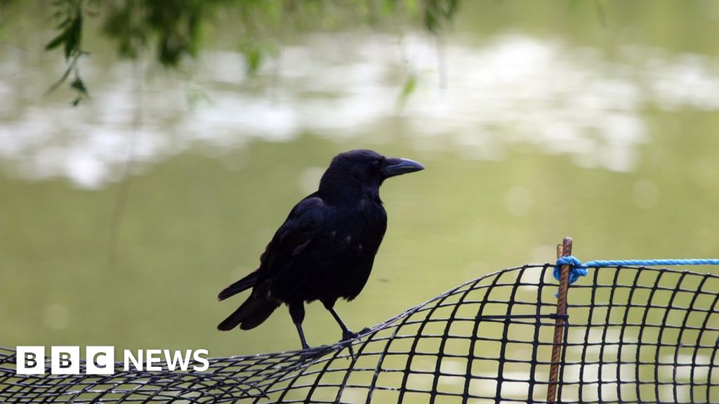 Recovering birds shot dead at wildlife rehab centre in Hinckley