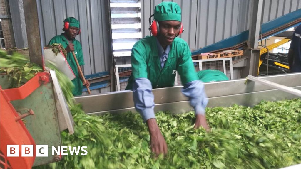 Rwandan farmers become major tea factory owners - BBC News