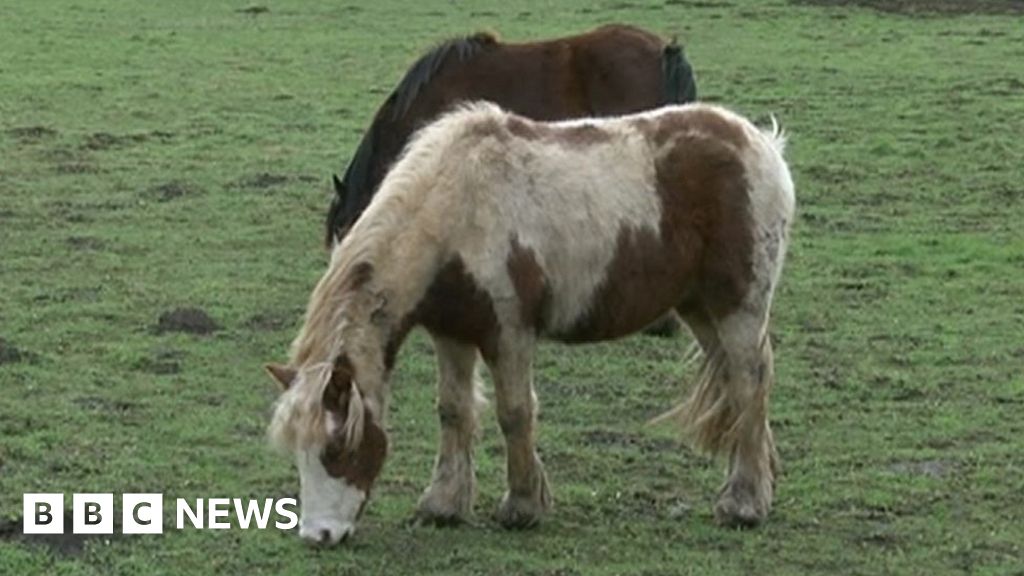 Dead pony found tied up and dumped near Ashford in Kent - BBC News