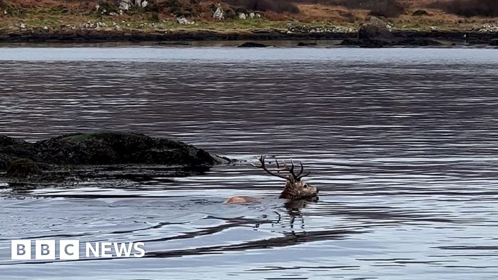 Stag goes swimming off Scottish island - BBC News