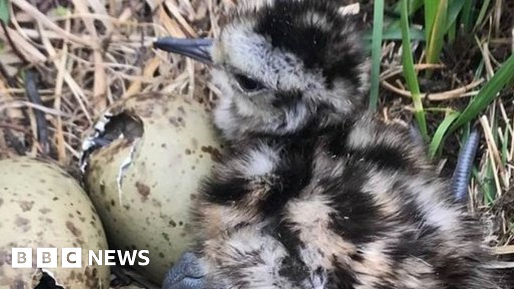Pleas to save New Forest ground-nesting birds