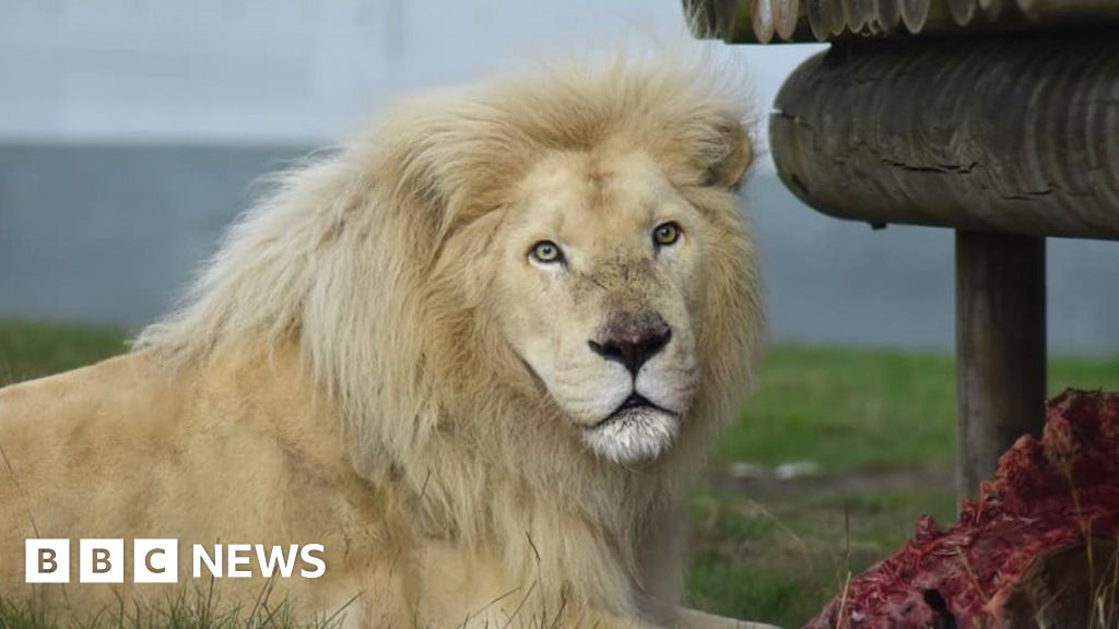 Tributes after lion dies at West Midland Safari Park - BBC News