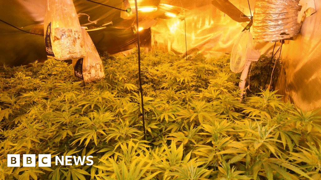 Two Men Charged In Connection With Limavady Cannabis Factory Bbc News