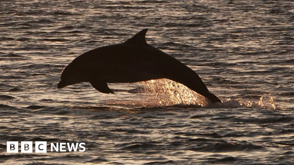 Berwick and Whitley Bay dolphin harassments prompt police warning
