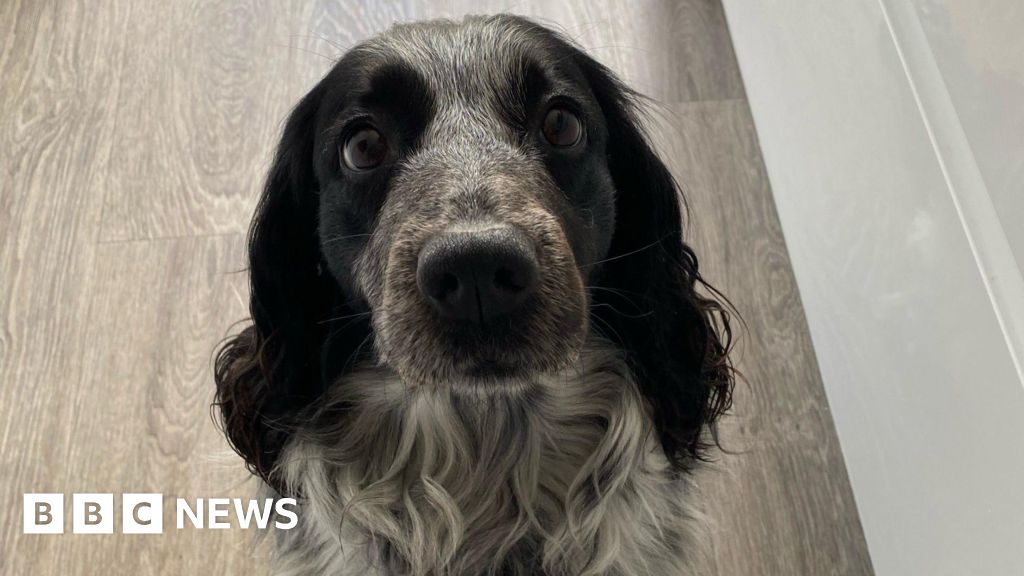 Portsmouth: Puppy farm warning after dog found in 'filthy' state